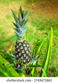 Birth Pineapple Stock Photo 1743471863 | Shutterstock