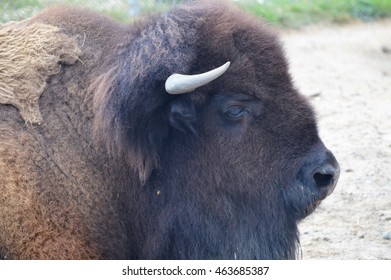 Front Profile Old Male Bison Yellowstone Foto Stok 24054025 | Shutterstock