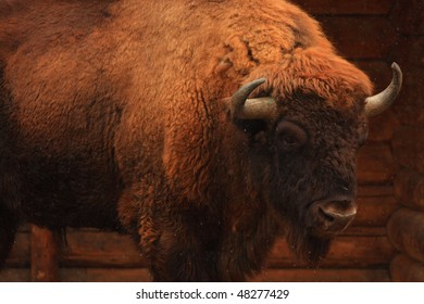 837 Angry bison Stock Photos, Images & Photography | Shutterstock