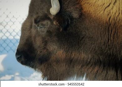 Bison Stock Photo 545553142 | Shutterstock