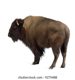 Bison Front White Background Stock Photo 9275488 | Shutterstock