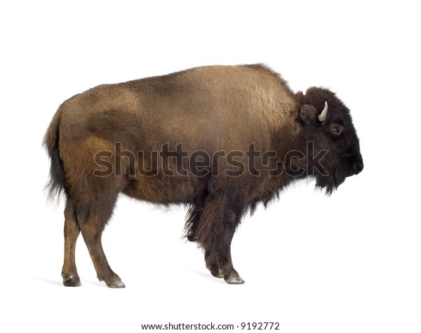 Bison Front White Background Stock Photo (Edit Now) 9192772