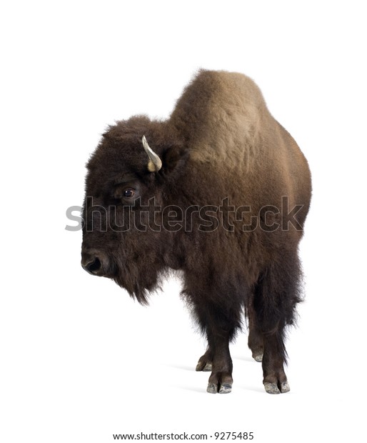 Bison Front White Background Stock Photo (Edit Now) 9275485