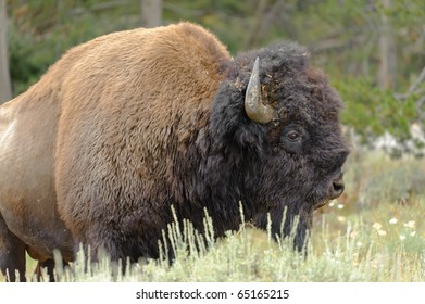 Bisons Stock Photo 65165215 | Shutterstock