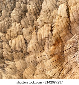 1,615 Beaver marks Images, Stock Photos & Vectors | Shutterstock