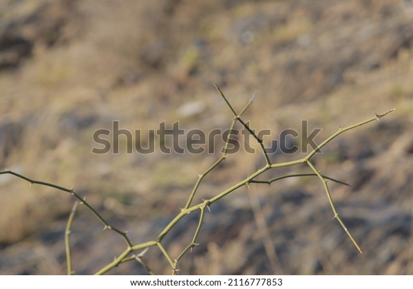 Bite Twigs Visible Wallpaper Stock Photo 2116777853 | Shutterstock