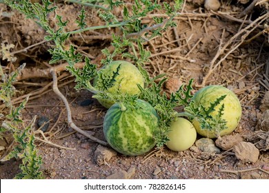 302 Colocynths Images, Stock Photos & Vectors | Shutterstock
