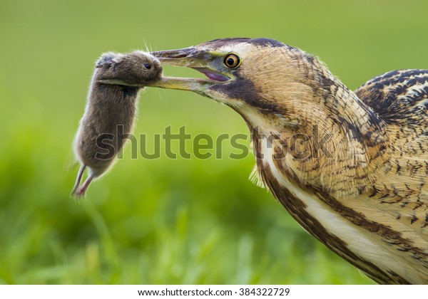 Bittern Hunt Mouse Bird Eurasian Bittern Stock Photo (Edit Now) 384322729
