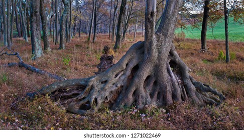 1,455 Tree root ball Images, Stock Photos & Vectors | Shutterstock