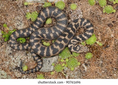 19 Snake Livery Images, Stock Photos & Vectors | Shutterstock