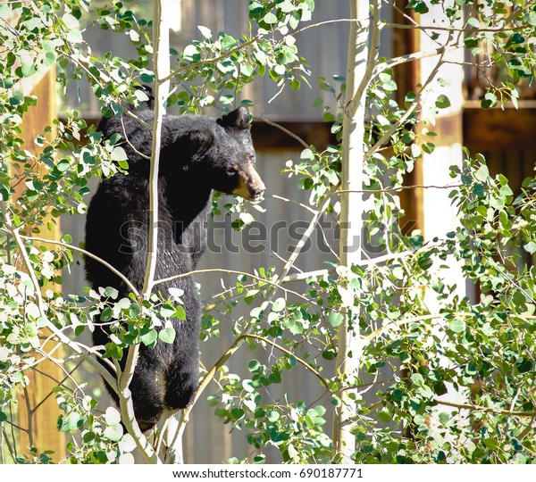 Black Bear Climb Tree Backyard Stock Photo 690187771 | Shutterstock