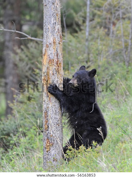 Black Bear Climbing Tree Foto de stock 56163853 | Shutterstock