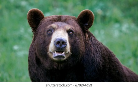 Black Bear Face Stock Photo 670244653 | Shutterstock