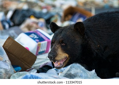 1,533 Bear in garbage Images, Stock Photos & Vectors | Shutterstock
