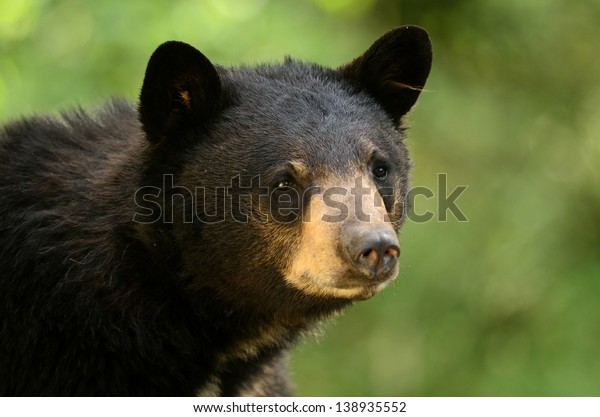 Black Bear Profile Stock Photo 138935552 | Shutterstock
