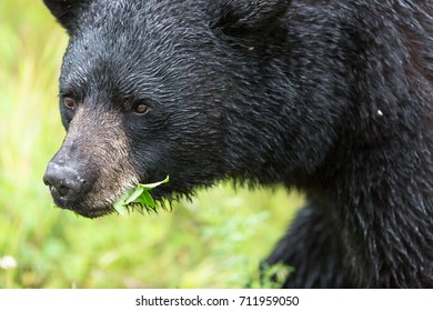231 Omnivorous snacks Images, Stock Photos & Vectors | Shutterstock