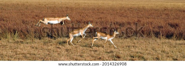 Black Buck Deer Jumping Sequence On Stock Photo 2014326908 | Shutterstock