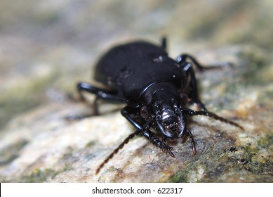 Black Bug Stock Photo 622317 | Shutterstock