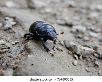 Black Bug Ground Stock Photo 769893835 | Shutterstock
