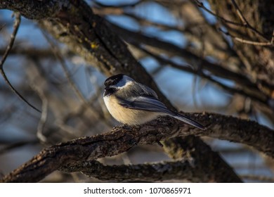 Beautiful Little Black Capped Chickadee Perched Stock Photo 1070856572 ...