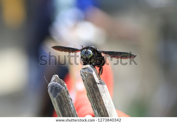 Black Carpenter Bee Stock Photo 1273840342 | Shutterstock