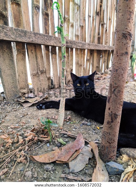 Black Cat Behind Thin Tree Stock Photo 1608572032 | Shutterstock