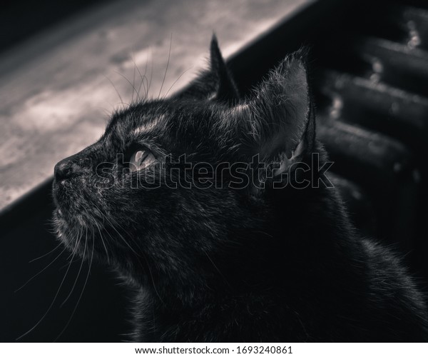 Black Cat Looking Through Window Stock Photo 1693240861 | Shutterstock