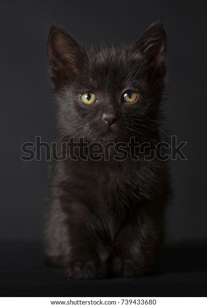 Black Cat Portrait Studio Stock Photo 739433680 | Shutterstock