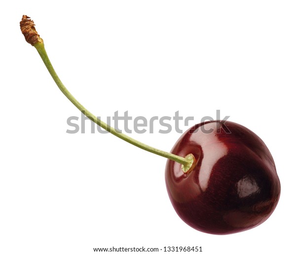 Black Cherry Stem Stock Photo 1331968451 | Shutterstock