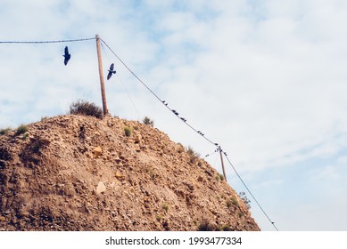 228 Three Birds Sit On Power Lines Images, Stock Photos & Vectors ...