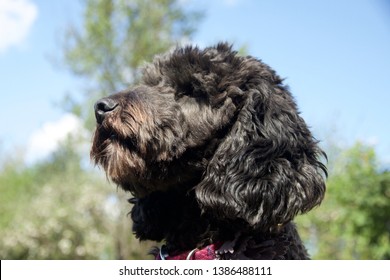 Cockapoo Images, Stock Photos & Vectors | Shutterstock