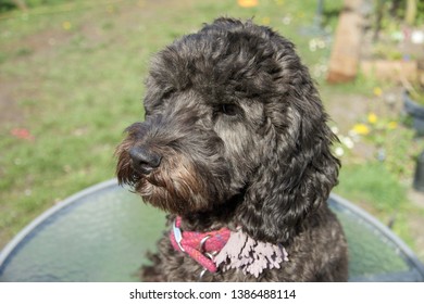 Cockapoo Images, Stock Photos & Vectors | Shutterstock