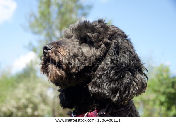 Black Curly Haired Cockapoo Sitting Garden Stock Photo 1386488111 ...