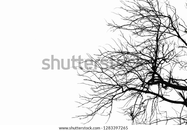 Black Dry Trees Isolate White Background Stock Photo 1283397265 ...