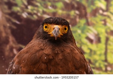 Stock Photo and Image Portfolio by gus negara | Shutterstock