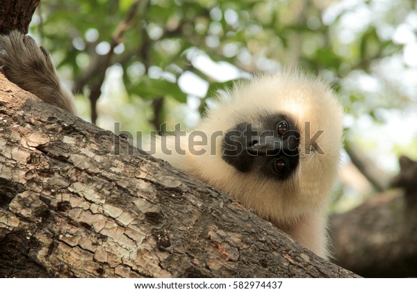 Black Face Monkey Stock Photo 582974437 | Shutterstock