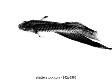 Black Fish Stock Photo 14265583 | Shutterstock