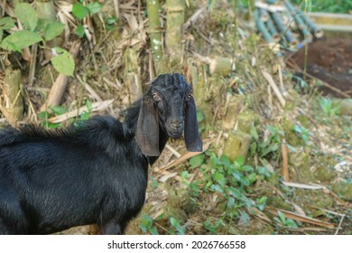 2,637 Java goat Images, Stock Photos & Vectors | Shutterstock