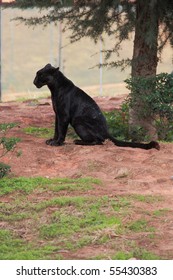 1,510 Black panther walking Stock Photos, Images & Photography ...