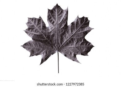 Black Maple Leaf Isolated On White Stock Photo 1227972385 | Shutterstock