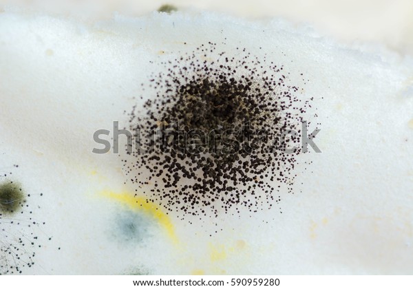 Black Mold On Bread Stock Photo 590959280 | Shutterstock