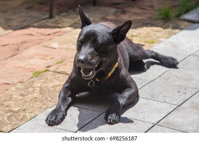 Black Mutt Stock Photo 698256187 | Shutterstock
