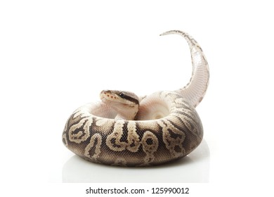Black Pewter Ball Python Python Regius Stock Photo 125990009 | Shutterstock