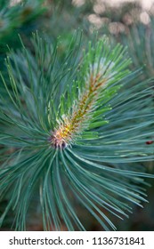 Black Pine Tree Stock Photo (Edit Now) 1136731841