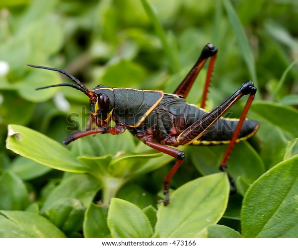 Black Red Grasshopper Stock Photo (Edit Now) 473166