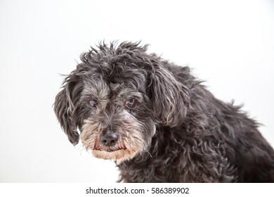 Black Shisu Dog On Withe Background Stock Photo 586389902 | Shutterstock