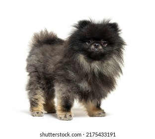 11,402 Spitz black Images, Stock Photos & Vectors | Shutterstock