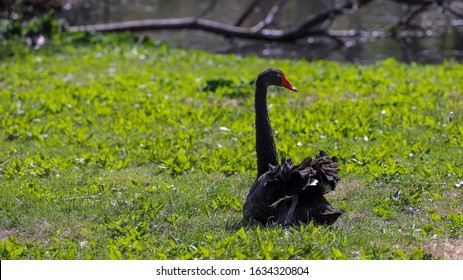 280 Swan looking back Images, Stock Photos & Vectors | Shutterstock
