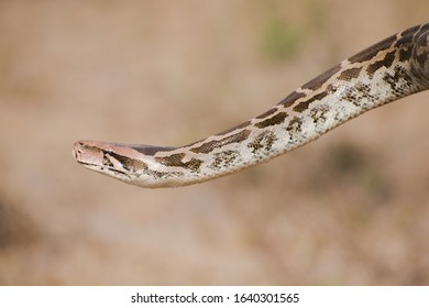 333 Indian Rock Python Images, Stock Photos & Vectors | Shutterstock