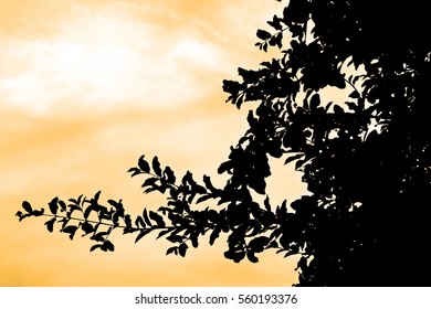 Black Tree Sunset Stock Photo 560193376 | Shutterstock